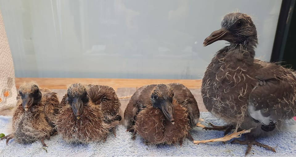 De Mikke helpt Vogels- en Zoogdieren, helpt u de Mikke??? - De Mikke De Mikke helpt Vogels- en Zoogdieren, helpt u de Mikke??? - De Mikke
